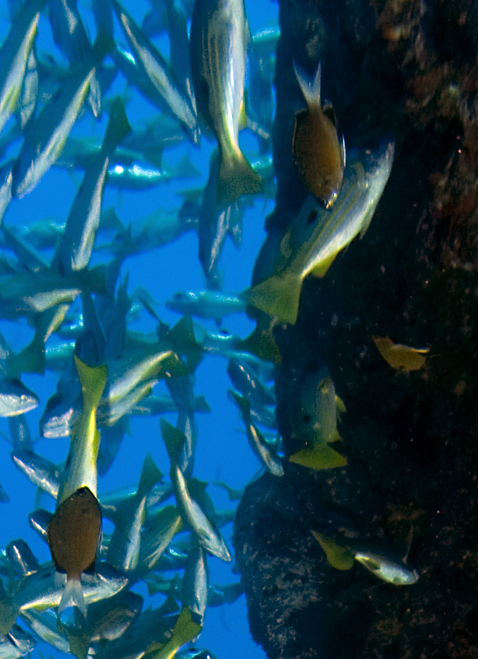 Chromis pembae Smith, 1960