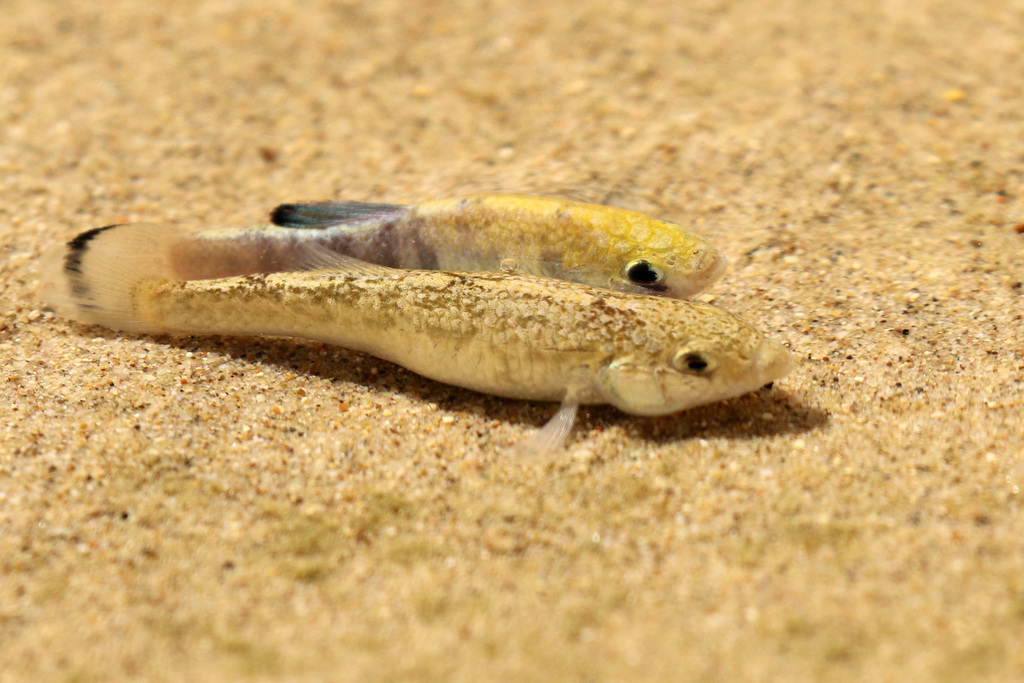 Pupfishes (Cyprinodontidae) - Marine Life Identification