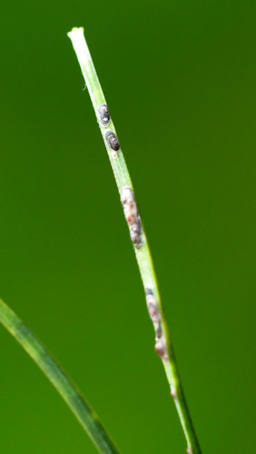 Lintner scurfy scale (Chionaspis lintneri) · iNaturalist