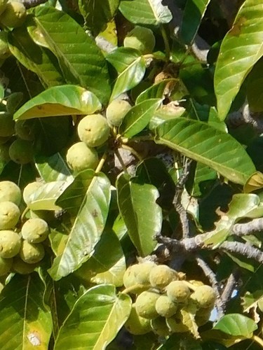 Ficus bussei · 愛自然-臺灣(iNaturalist Taiwan)