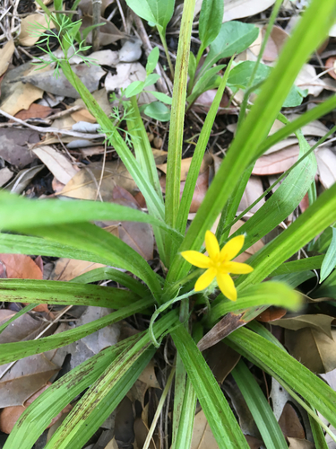 yellow star grass (Nash Prairie Plants List) · iNaturalist