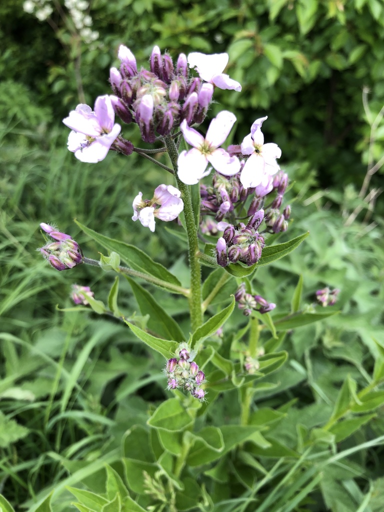 dame's rocket from Darlington, England, GB on May 13, 2020 at 03:13 PM ...