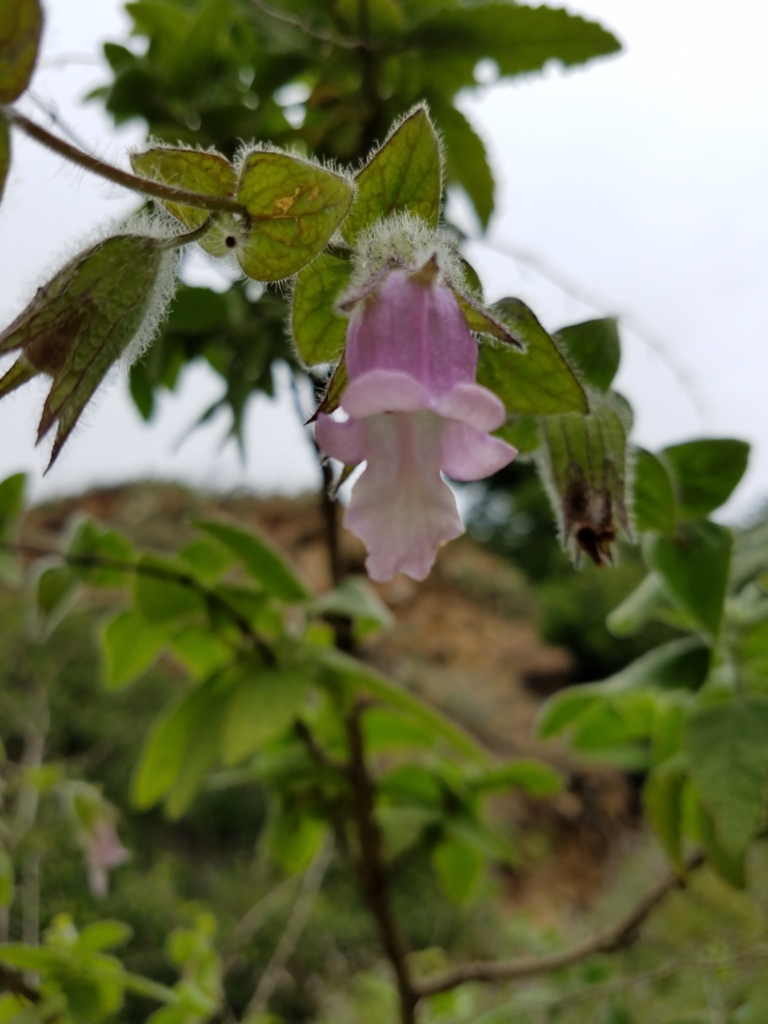 fragrant pitcher sage (Lepechinia fragrans) - Botanical Realm