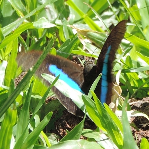 Subspecies Prepona laertes laertes · iNaturalist