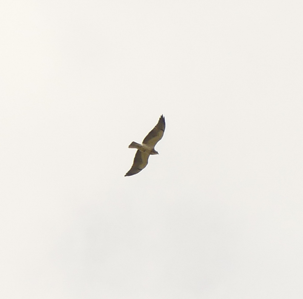 Swainson's Hawk from Tahitian Village on April 15, 2017 at 12:03 PM by ...