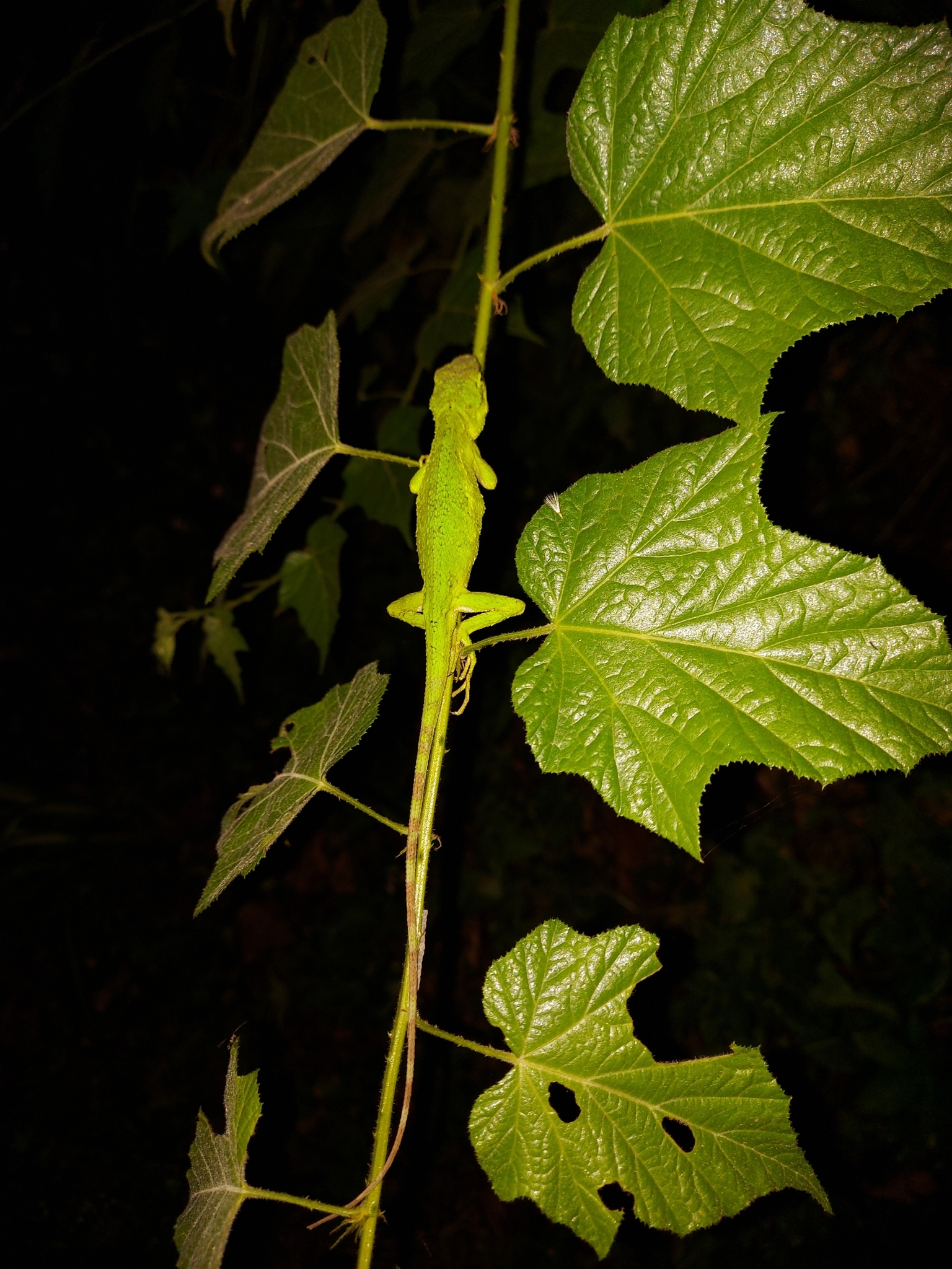 Diploderma brevipes (Gressitt, 1936)