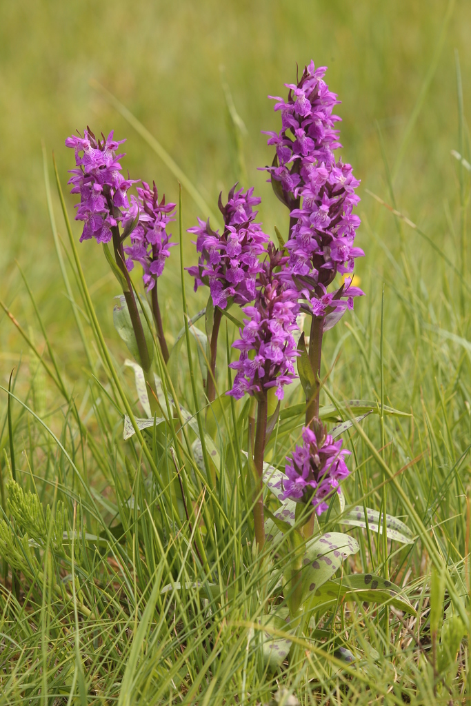 Broad-leaved Marsh Orchid (Orchidaceae La Rioja) · iNaturalist