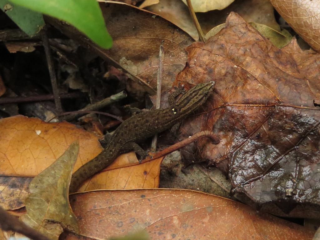 Reef Gecko (Lagartos y Salamandras de Cuba) · BioDiversity4All