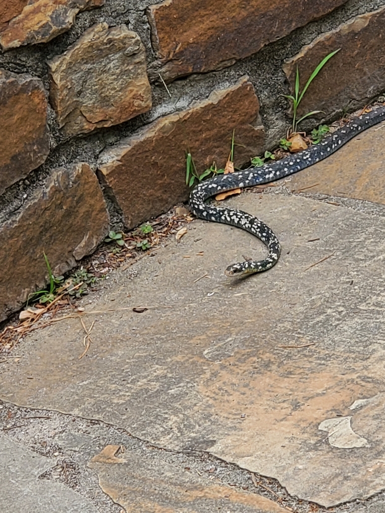 Buttermilk Racer from Harris County, US-TX, US on May 13, 2020 at 02:50 ...