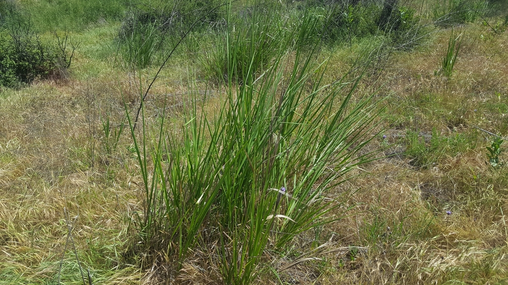 giant wild rye from Calimesa, CA, USA on April 29, 2020 at 11:09 AM by ...