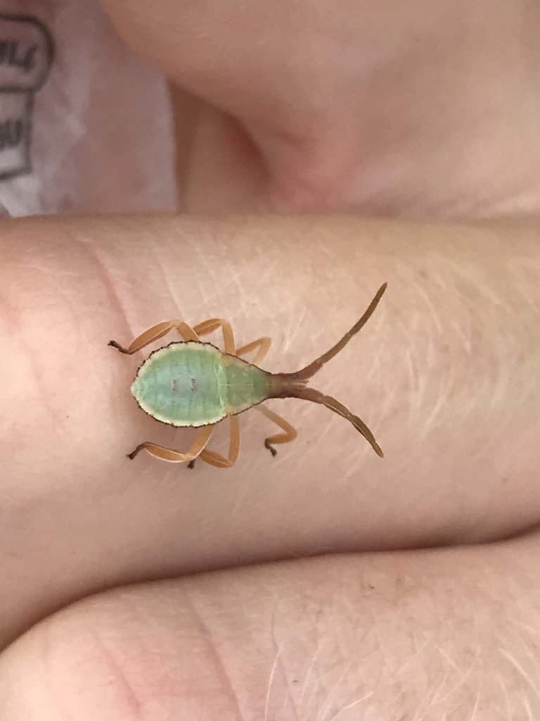 Prickly Pear Bug from Lost Maples State Natural Area, Vanderpool, TX ...