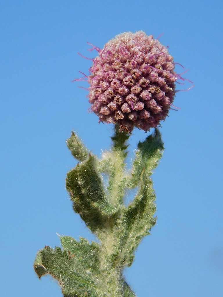 (Sphaeranthus senegalensis) - Botanical Realm
