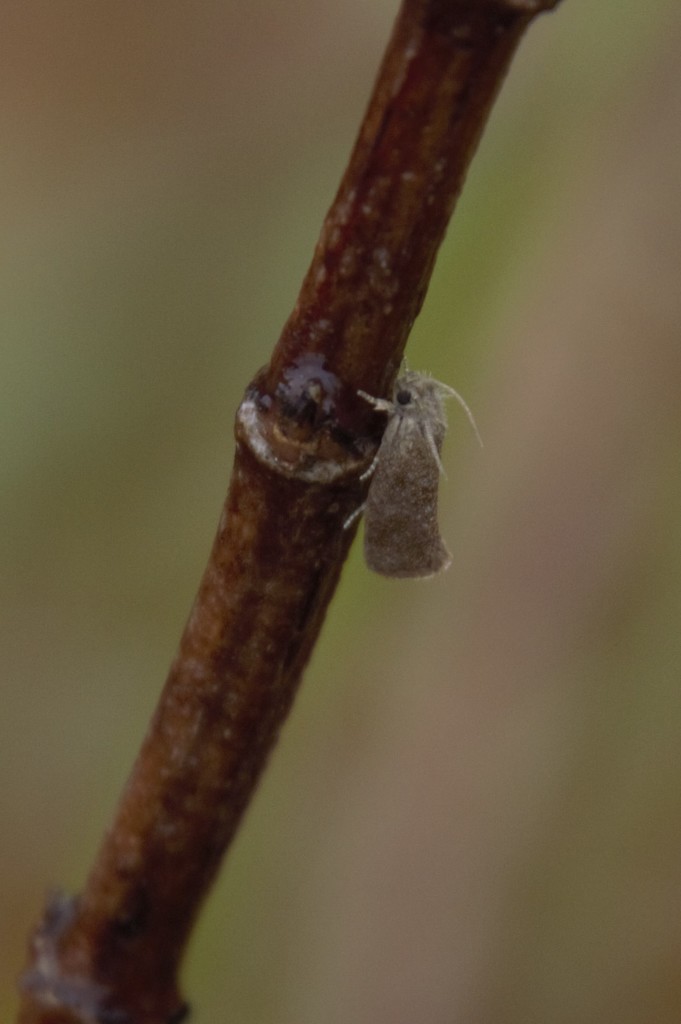 Heppner's Grass Tubeworm Moth from Miami-Dade County, FL, USA on May 10 ...