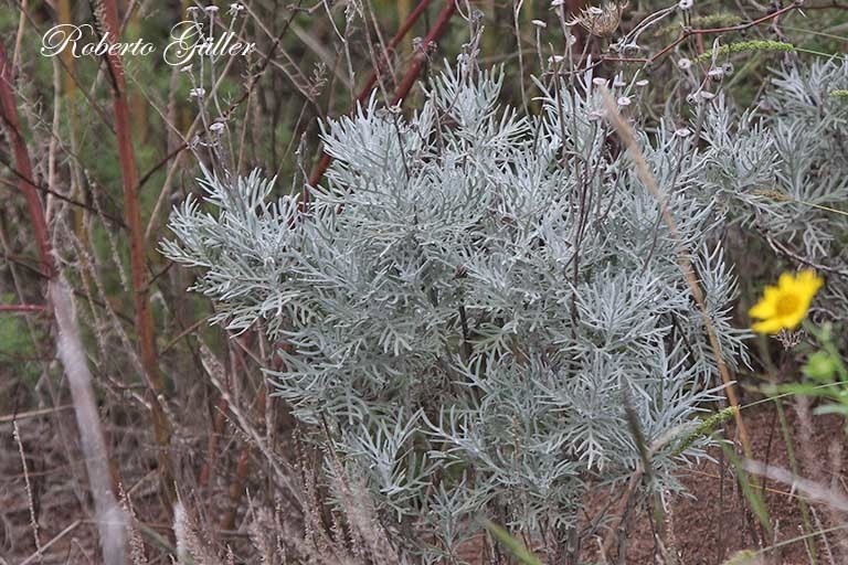 (Senecio viravira) - Botanical Realm