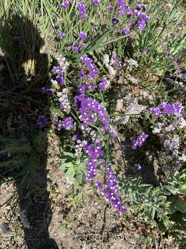 Blue statice from Mission Viejo, CA, US on May 13, 2020 at 03:40 PM by ...