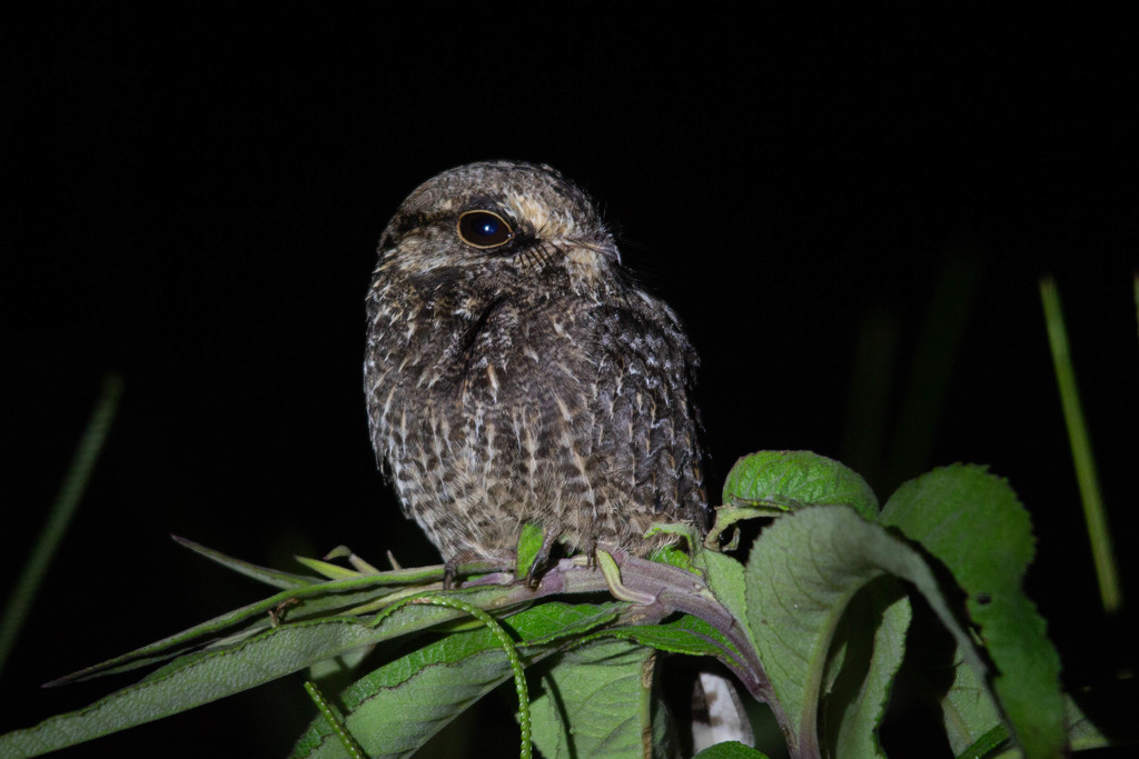 Sickle-winged Nightjar in December 2019 by João Vitor Andriola ...