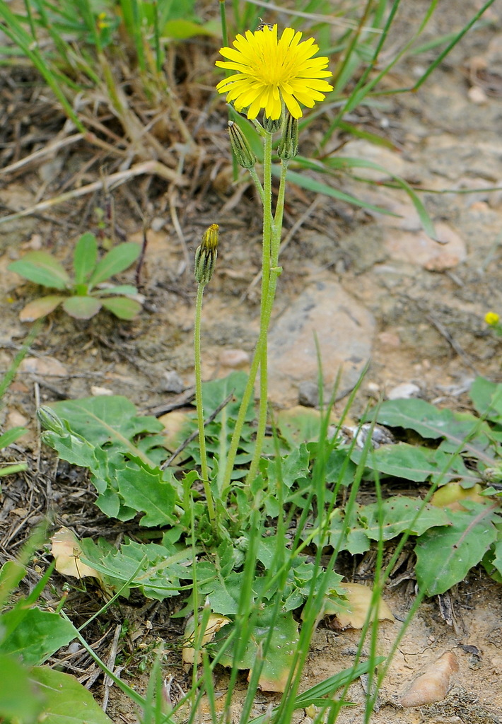 Crepis bursifolia (Tenerife Asterales) · iNaturalist