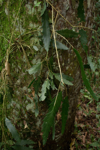 Snowdrop Cactus (Lepismium houlletianum) · iNaturalist
