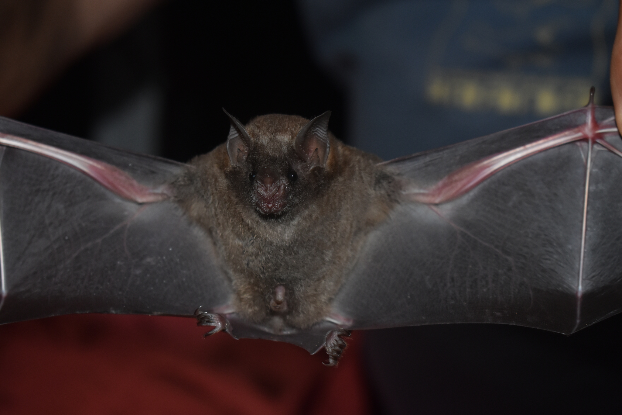 Carollia perspicillata (Linnaeus, 1758)