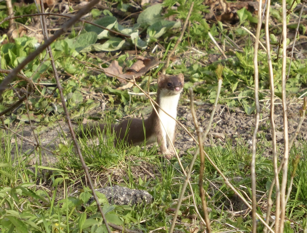 Short-tailed Weasel from Lake Park, Milwaukee, WI, US on May 13, 2020 ...