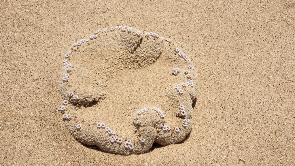 Sand Food in May 2020 by Fred Melgert / Carla Hoegen · iNaturalist