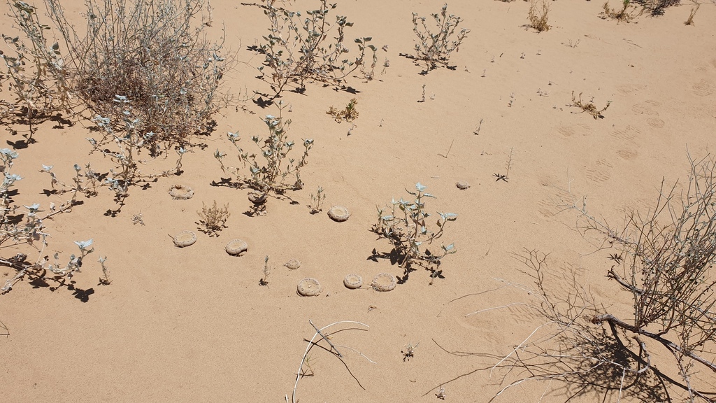 Sand Food in May 2020 by Fred Melgert / Carla Hoegen · iNaturalist