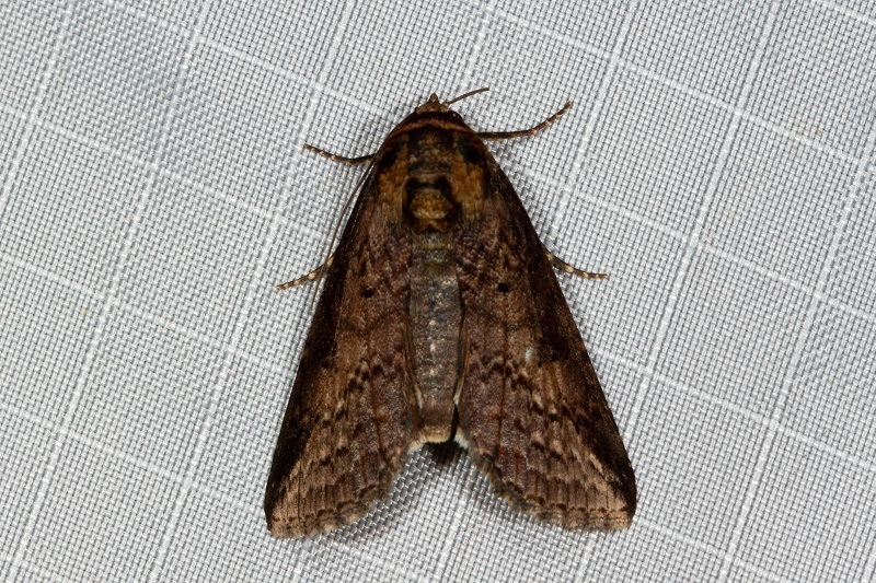 Lophoptera from Jamberoo Pass, Jamberoo NSW 2533, Australia on February ...