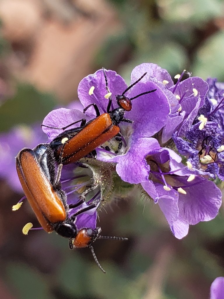 Eupompha schwarzi (Meloid Beetles of the United States) · iNaturalist