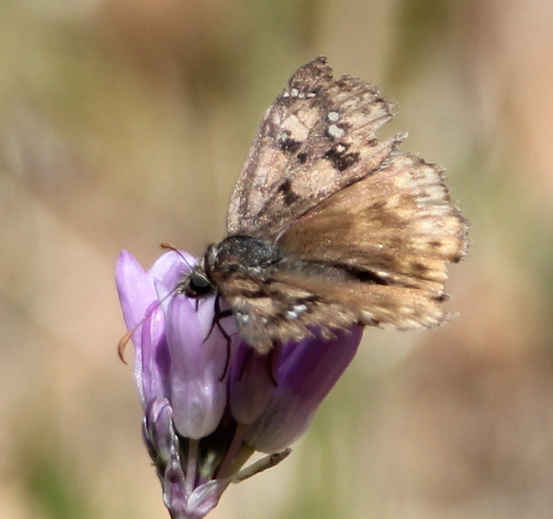 Afranius Duskywing (Denver-Boulder Metro Area: Butterflies and Moths ...