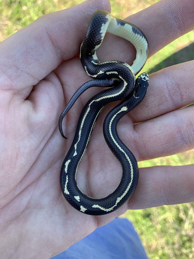 California King Snake in February 2020 by c_merrylees. Slightly ...