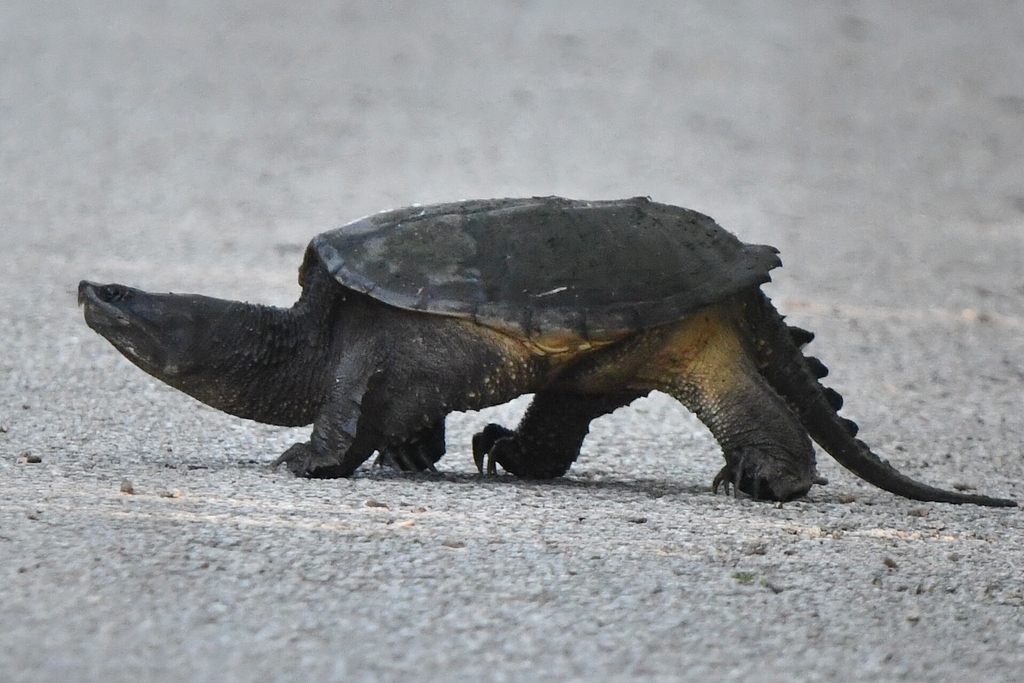 Common Snapping Turtle from North Arlington, Arlington, TX, USA on May ...