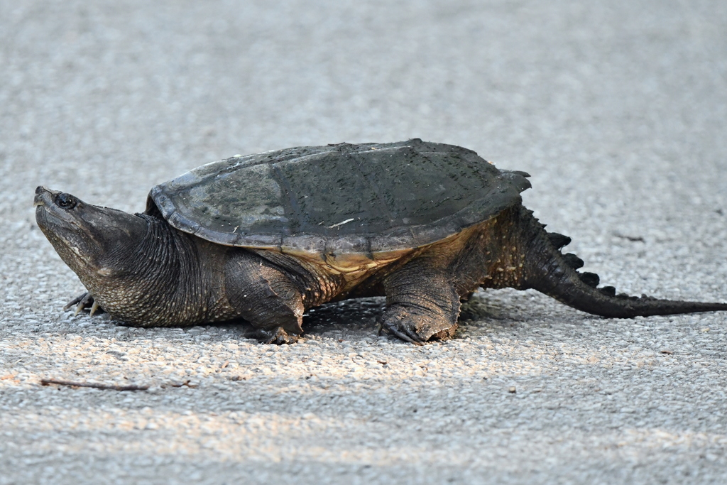 Common Snapping Turtle (Casa Tortuga) · iNaturalist