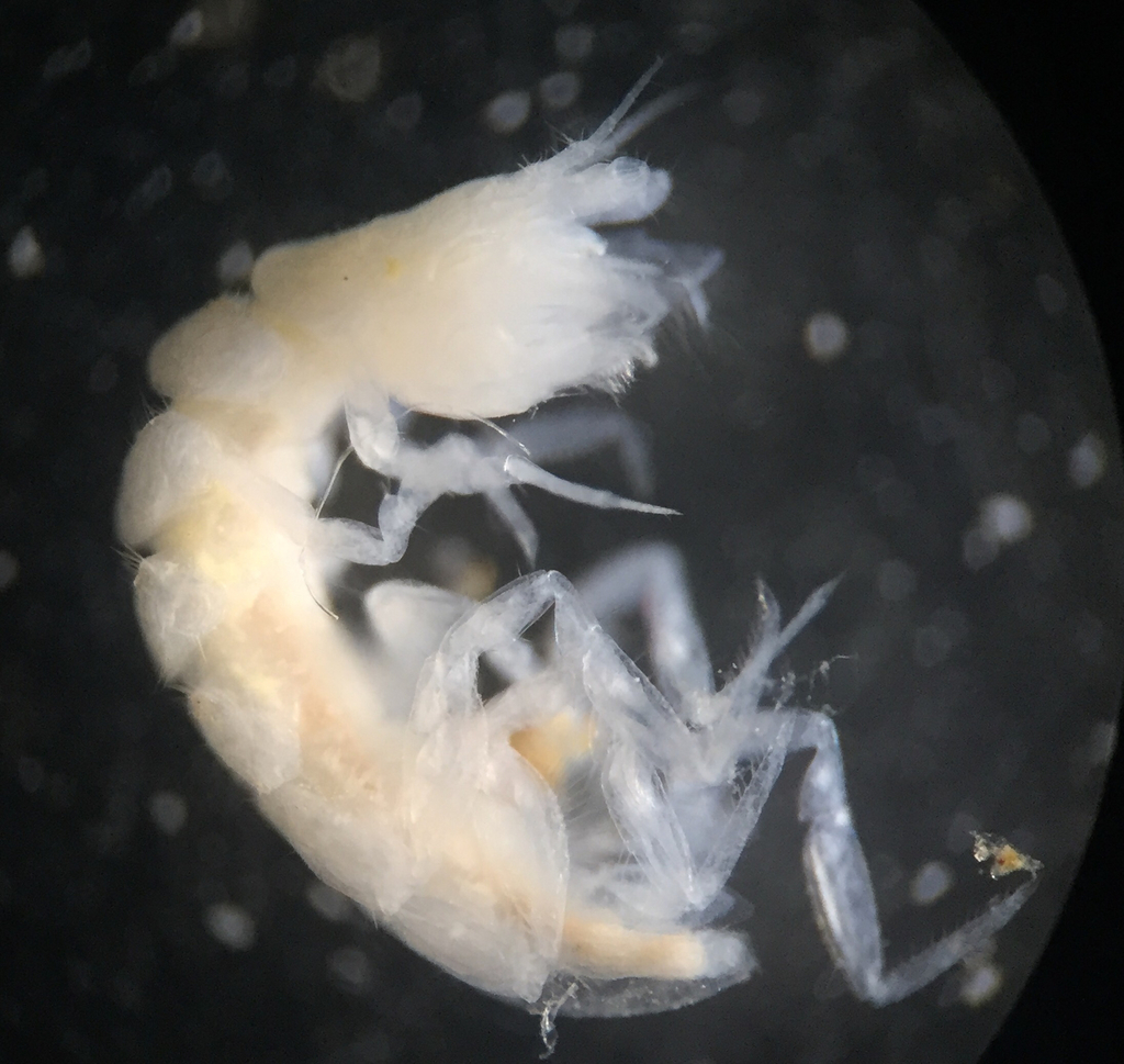 Texas Troglobitic Water Slater (Isopods of the United States) · iNaturalist