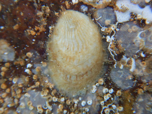 Crepidula striolata · iNaturalist Mexico