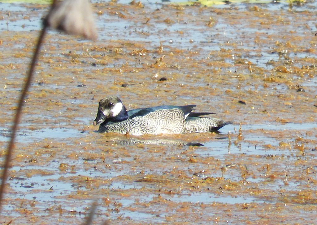 Green Pygmy-Goose from Middle Point NT 0822, Australia on July 4, 2019 ...