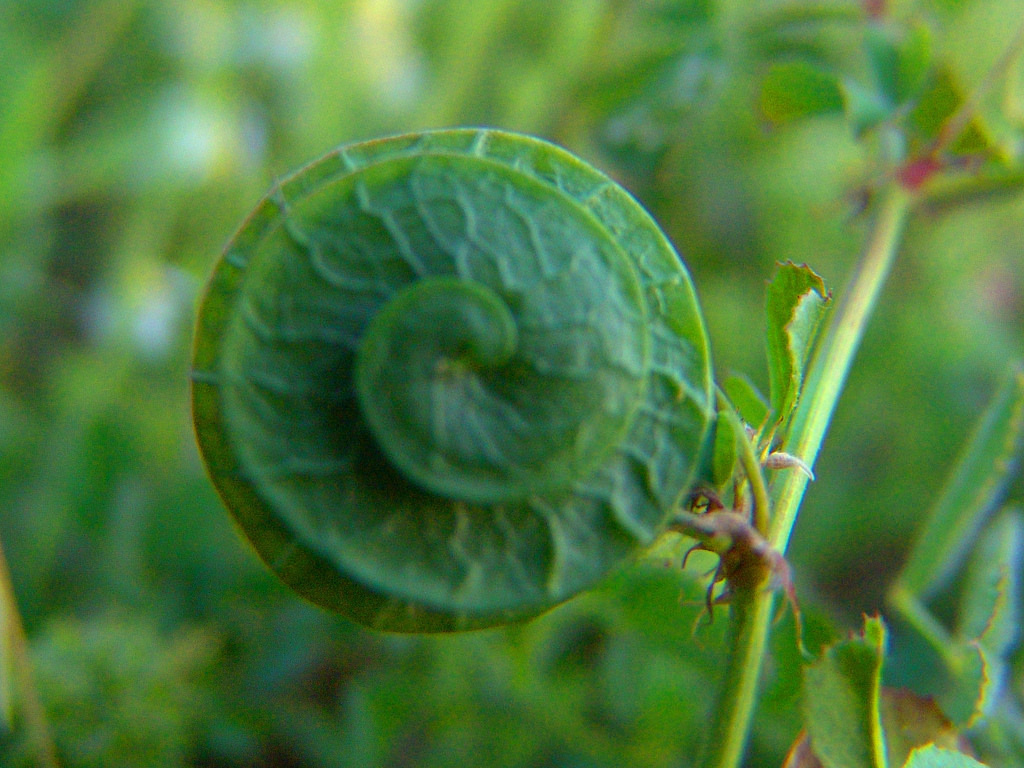 button medick (Plants of Oliver Nature Park) · iNaturalist