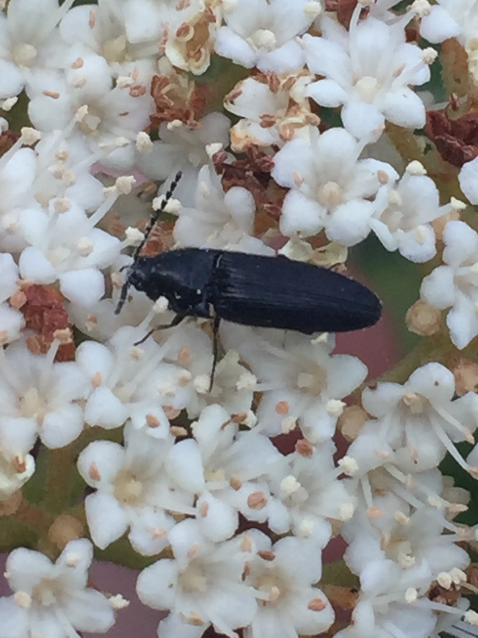 Ampedus carbunculus