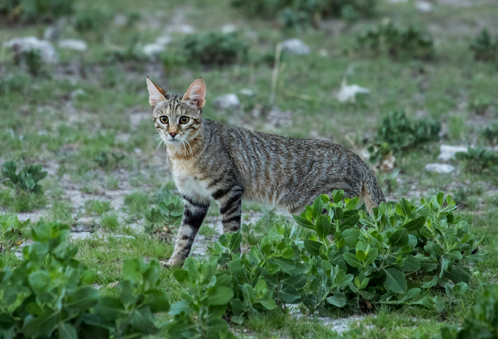 African Wildcat (Felis lybica) - Know Your Mammals