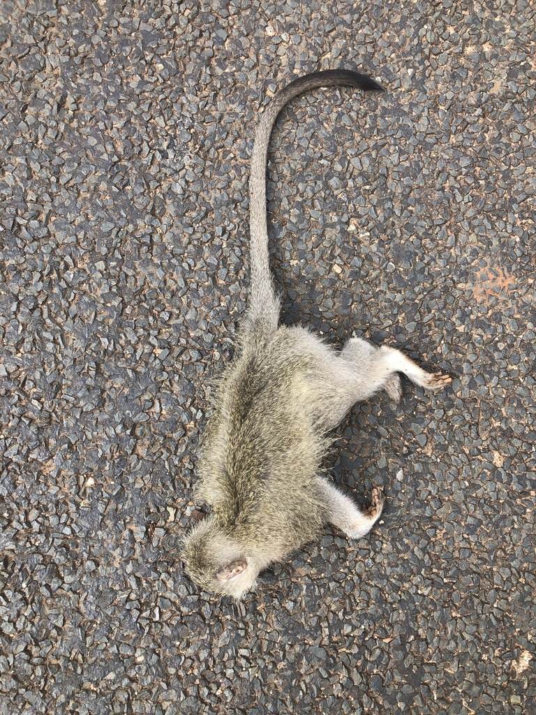 Vervet Monkey from LP, ZA on May 14, 2020 at 11:25 AM by lourens ...