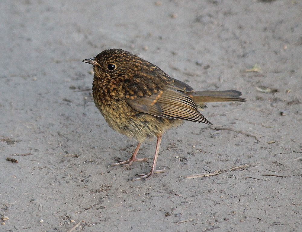 European Robin from Dudley, UK on May 14, 2020 at 06:26 AM by Andrew ...