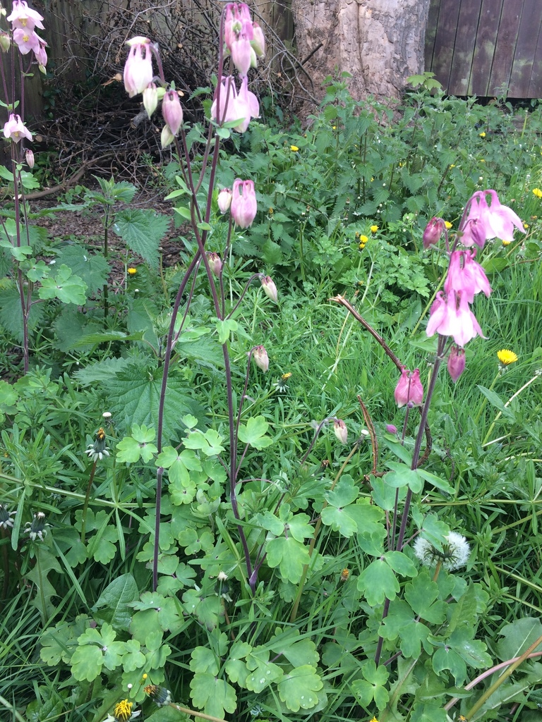 common columbine from York, England, United Kingdom on May 13, 2020 at ...