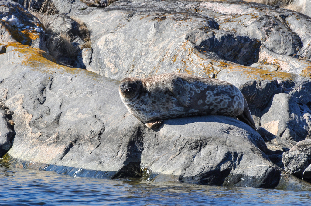 Baltic Ringed Seal from Åboland-Turunmaa, Suomi on April 19, 2011 by ...
