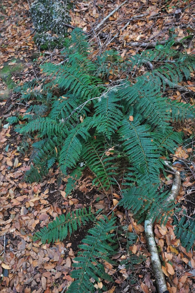 mother shield-fern from Brinerville NSW 2454, Australia on May 13, 2020 ...