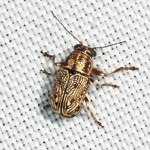 Pachybrachis congener · iNaturalist Ecuador