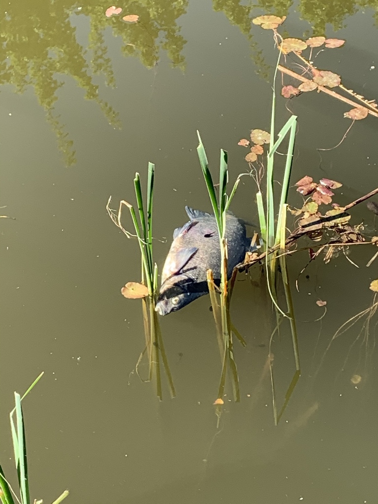 Common Bream from Great Britain, Liverpool, England, GB on May 14, 2020 ...