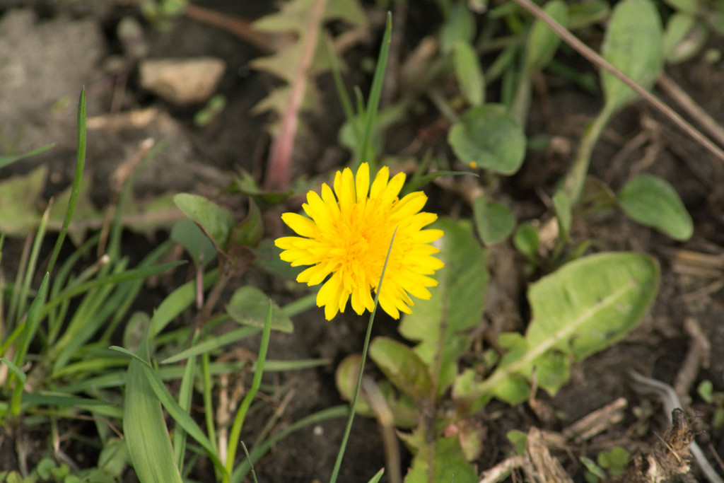 common dandelion from Cook, Illinois, United States on April 17, 2017 ...