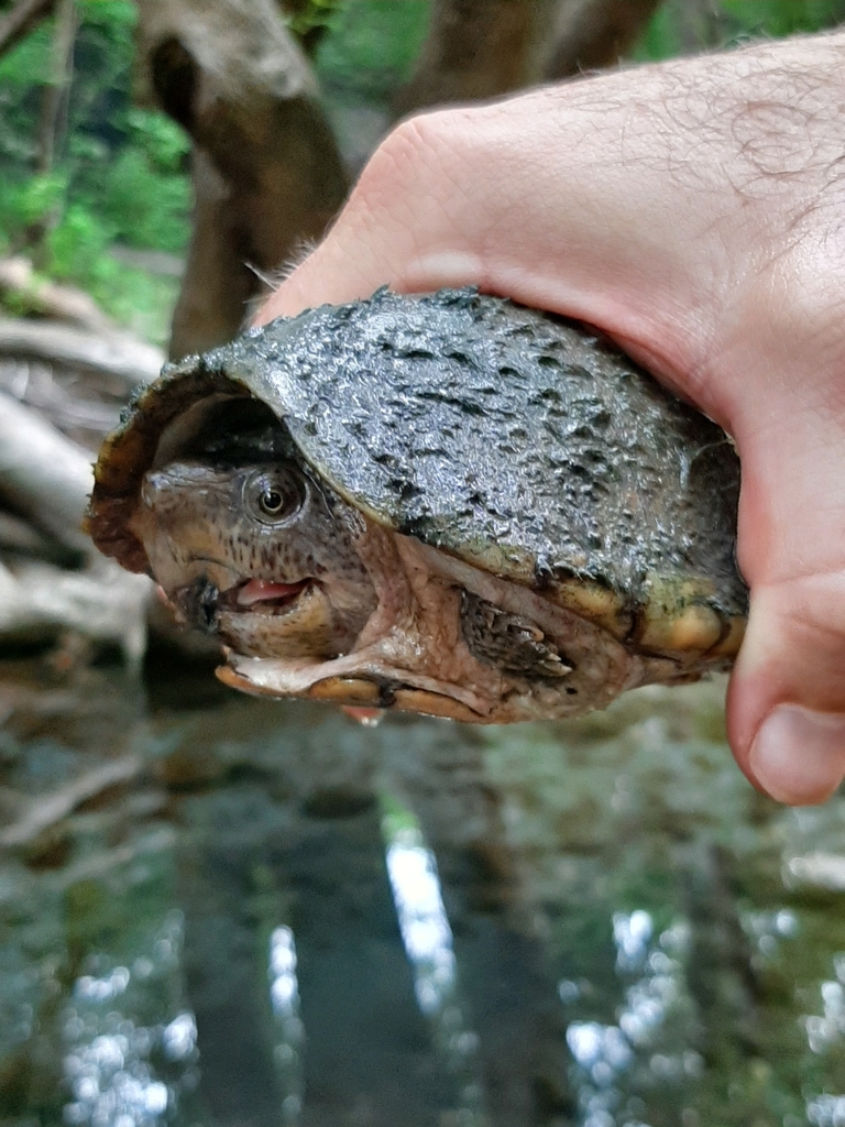 Razor-backed Musk Turtle from Tarrant County, US-TX, US on May 13, 2020 ...