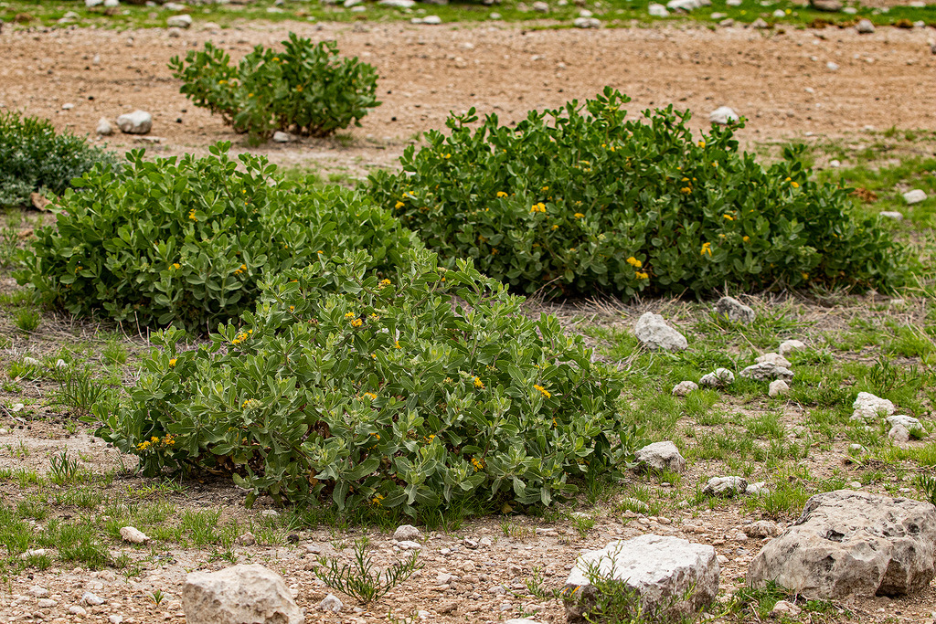 Geigeria odontoptera from Klein Namutoni waterhole, Etosha National ...