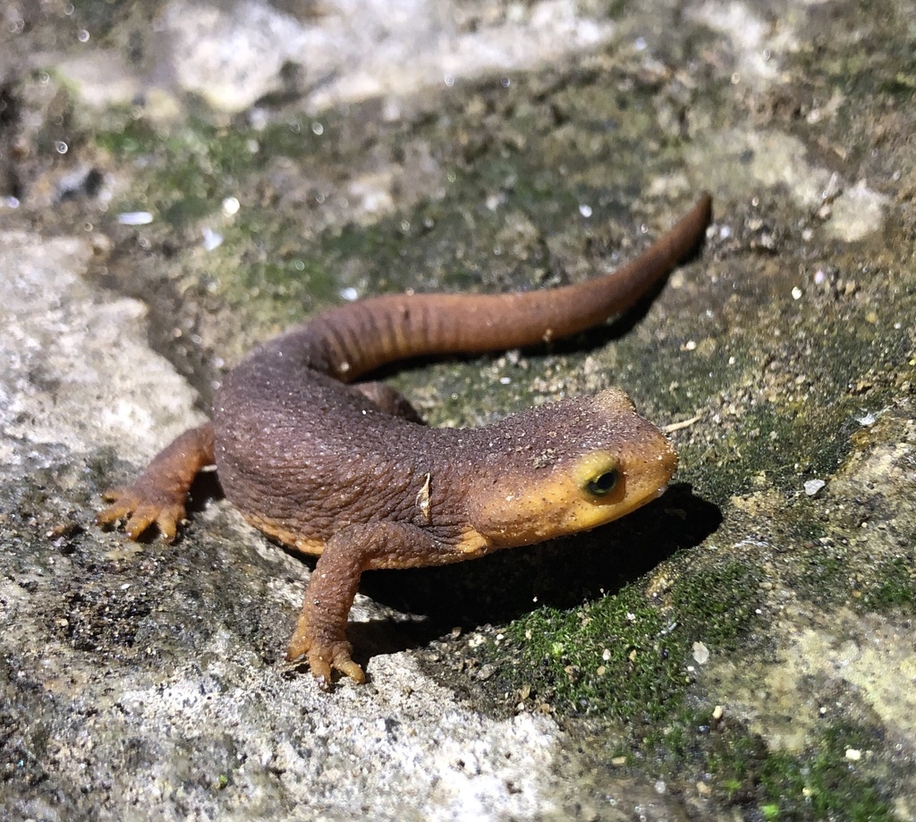 California Newt from Cleveland National Forest, Lake Elsinore, CA, US ...
