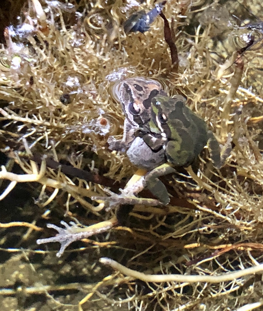 Baja California Tree Frog from Cleveland National Forest, Lake Elsinore ...